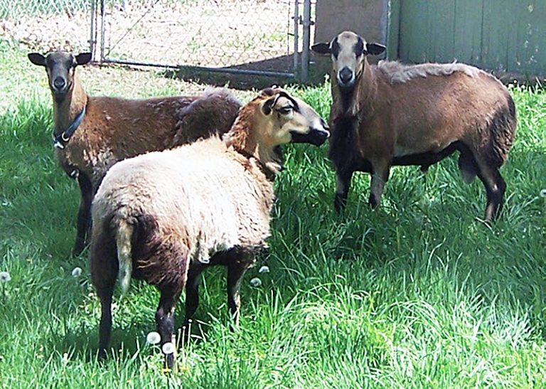 Barbados Blackbelly Sheep: Back From the Brink of Extinction - Countryside